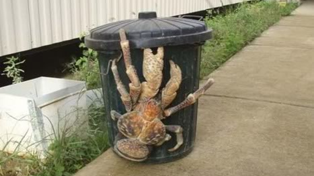 Les 10 animaux les plus étranges/rares