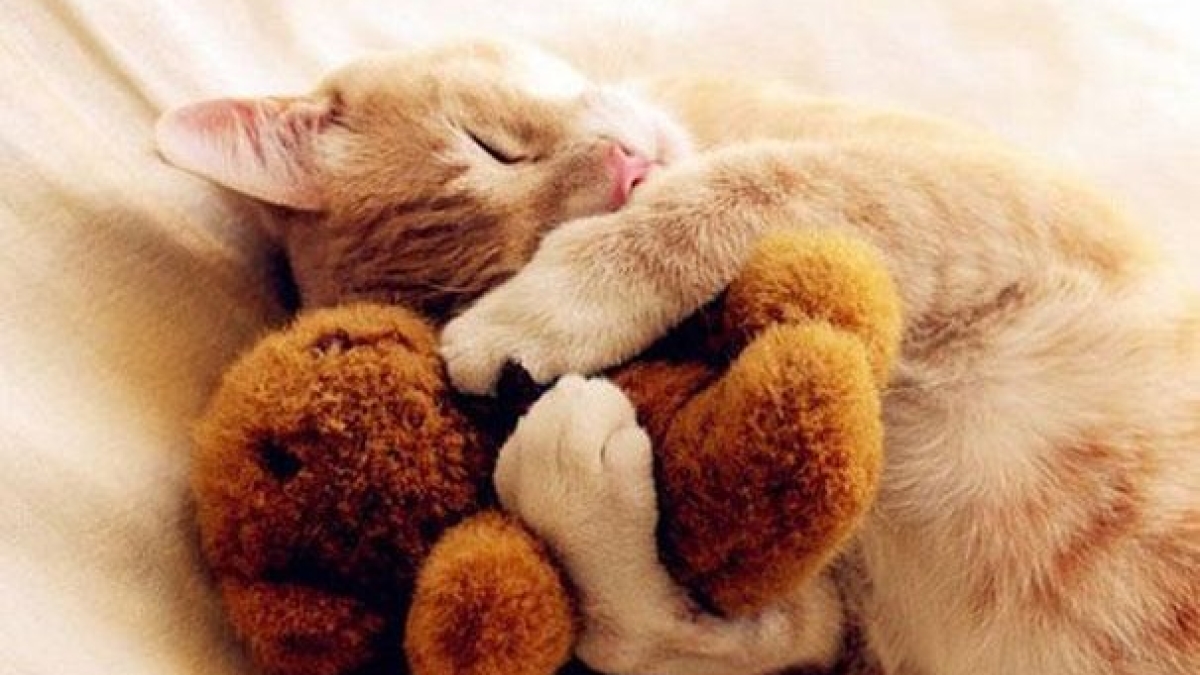 24 adorables photos d’animaux qui font des câlins avec des peluches