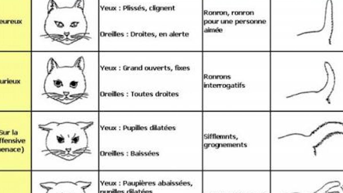 Le langage du Chat!