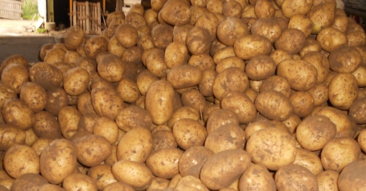 Trouvez L'intrus: Les patates!