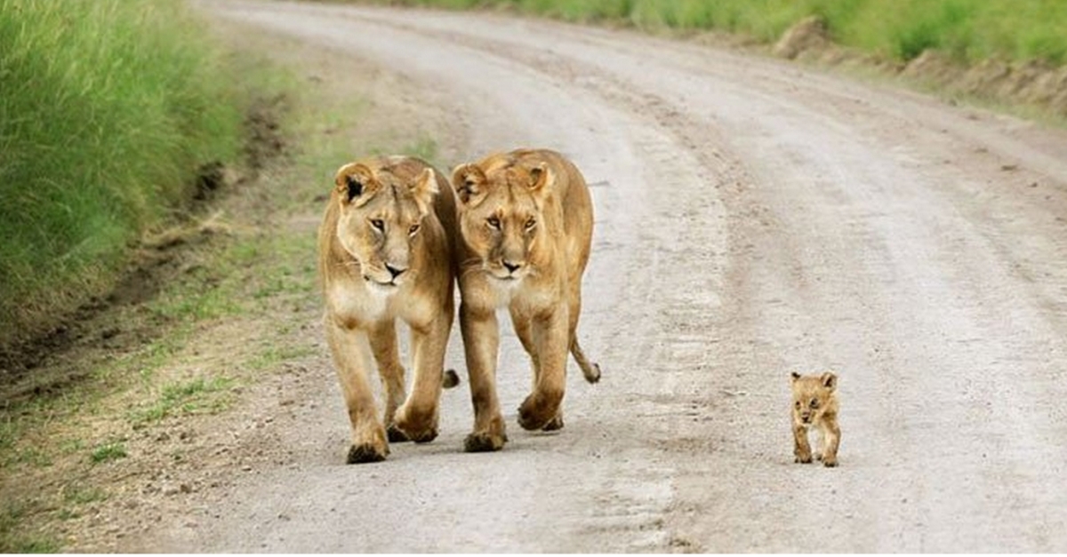 L'amour parental dans le règne animal à travers 10 photos impressionnantes.