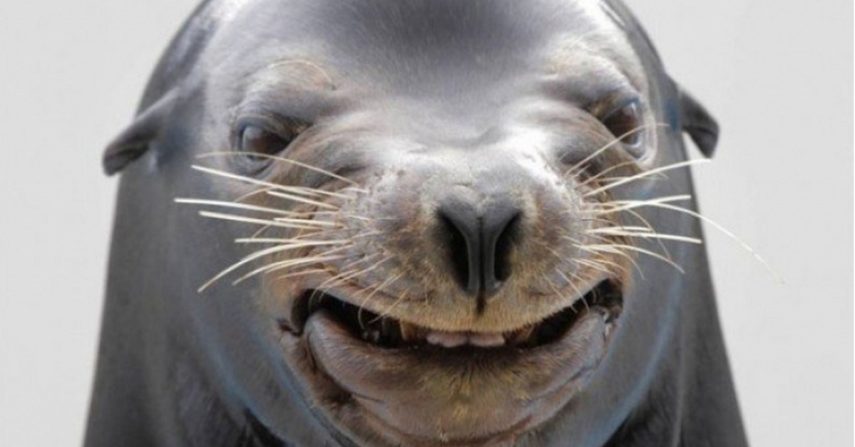 Top 15 des plus belles grimaces d'animaux!