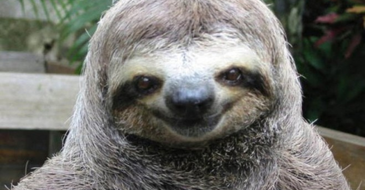 Quand les animaux nous gratifient de leurs plus beaux sourires : le top 10