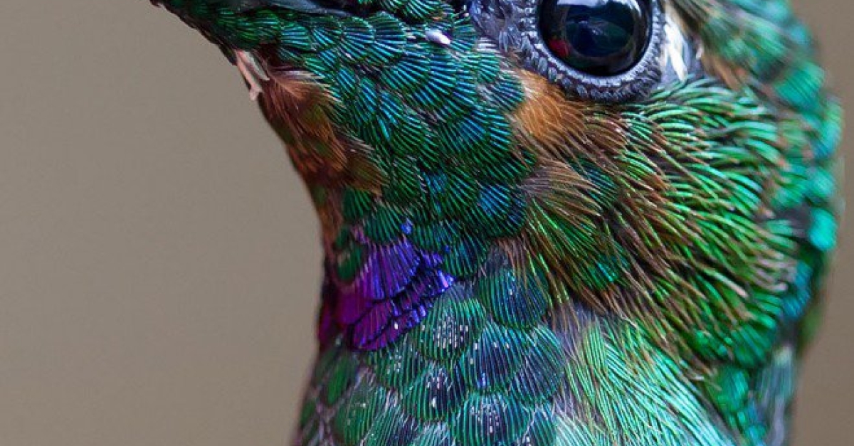 Toute la beauté du colibri en 10 photos