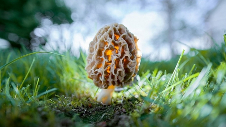 22 splendides photos de champignons de toutes les couleurs, formes et ...