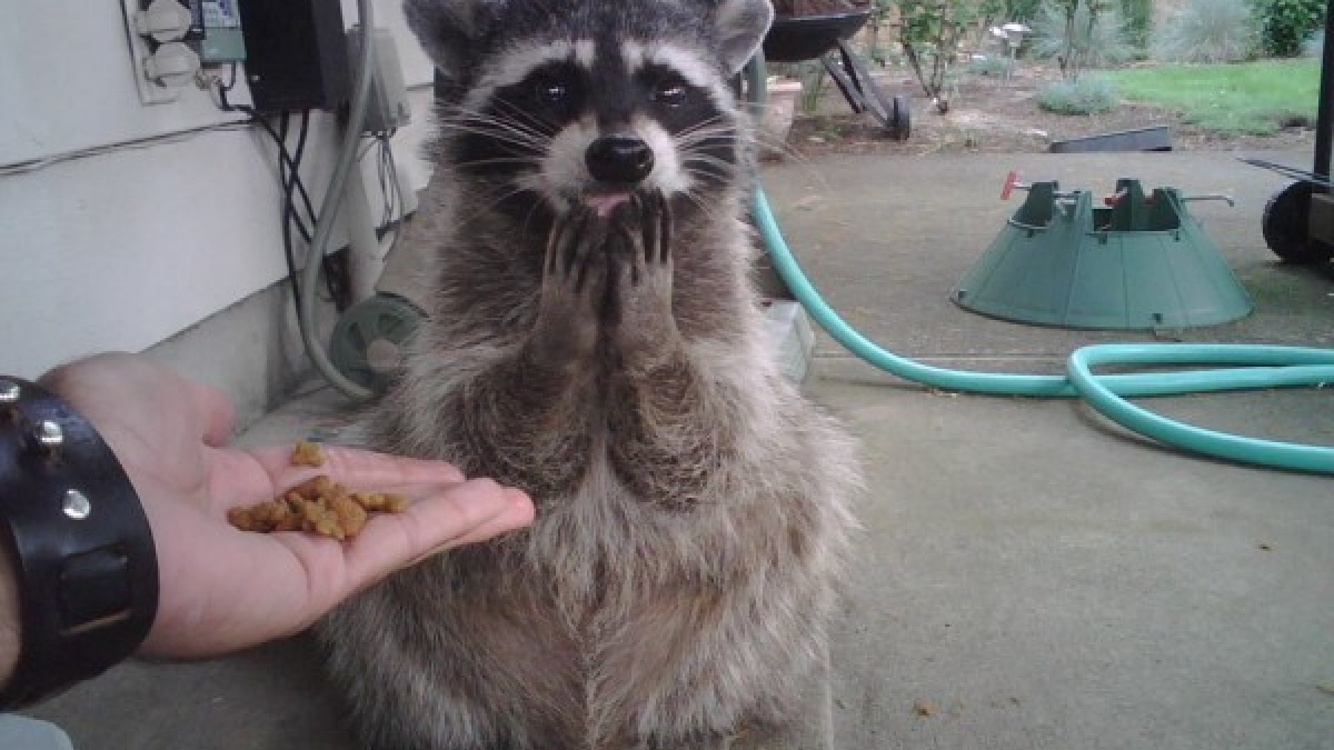 Le raton laveur dans tous ses états : 12 adorables images