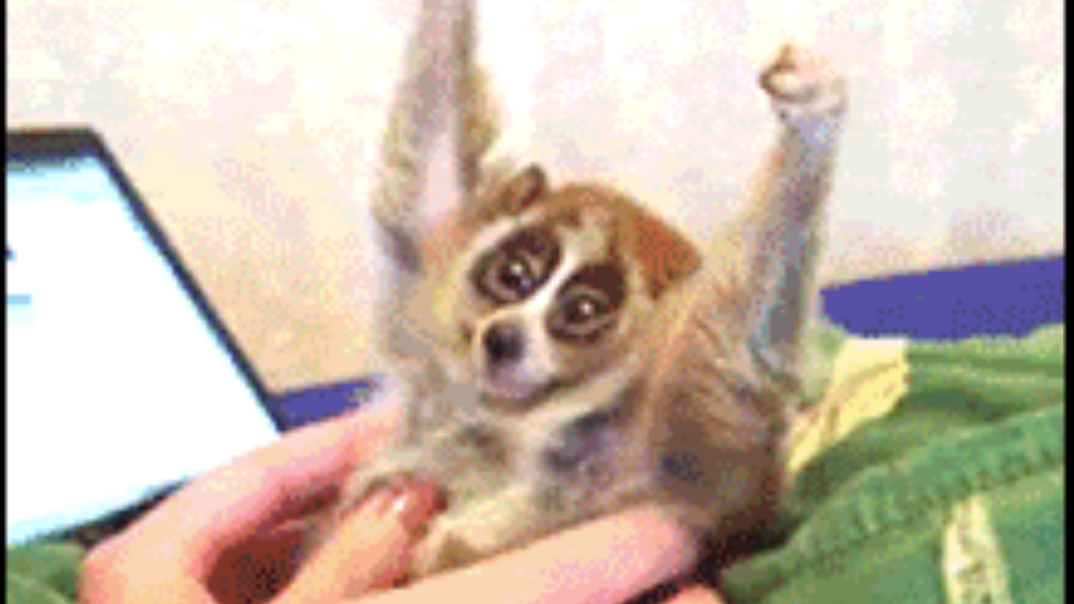 Ces 10 animaux adorent les chatouilles