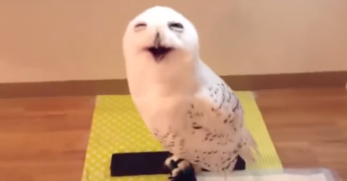 Ce chouette ricanement vous fera au moins sourire