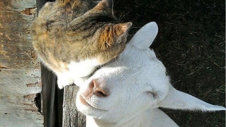 18 photos qui prouvent que l'amitié n'est pas un vain mot chez les animaux