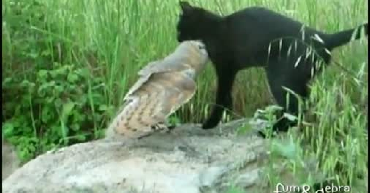 Adorable, découvrez cette magnifique amitié entre un chat et une chouette!