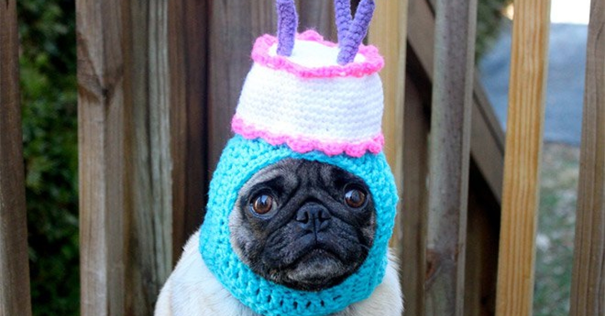 26 chiens qui souffrent de la bêtise de leur maître