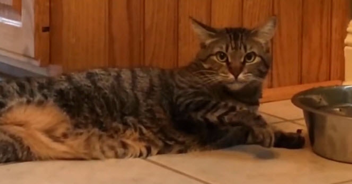 Voici le chat le plus flemmard au monde