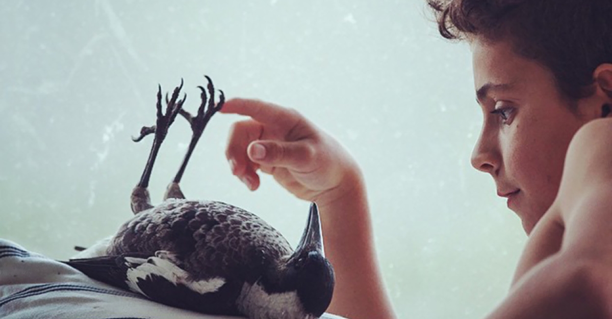 Voici Penguin, la pie qui égaye la vie de cette famille australienne ...