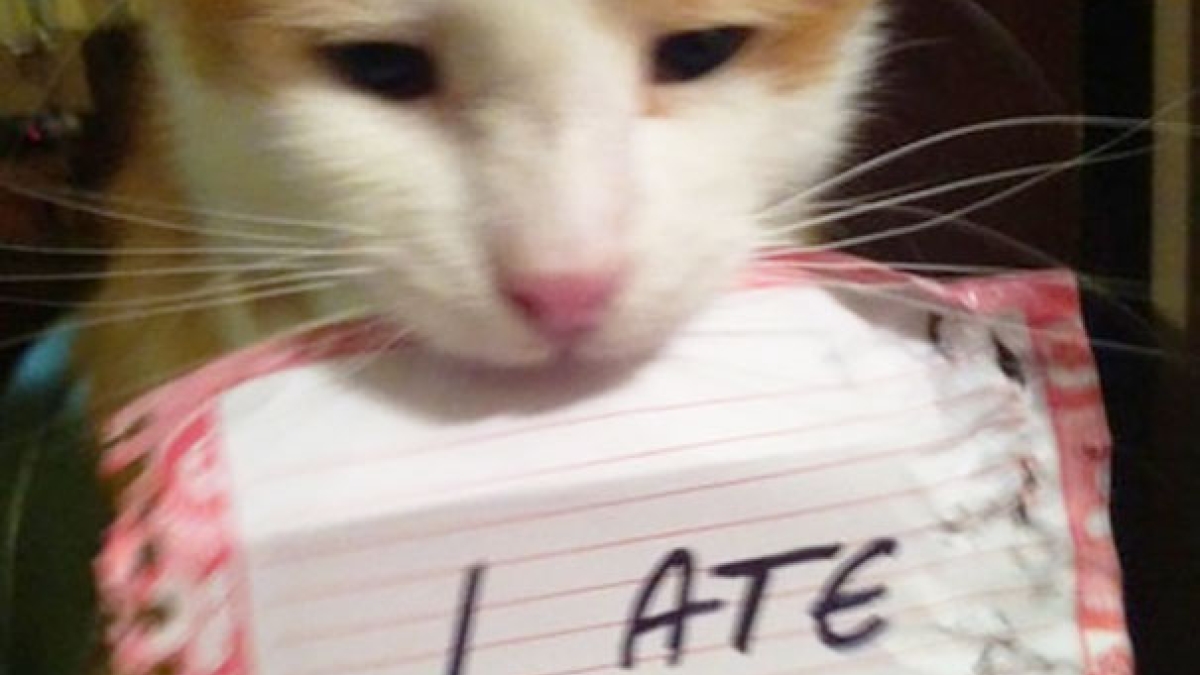 16 chats qui ont fait des bêtises et qui méritent donc amplement leurs ...