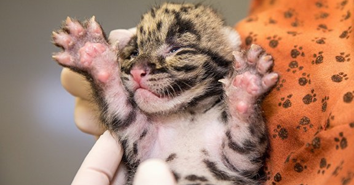 20 bébés animaux juste après leur naissance
