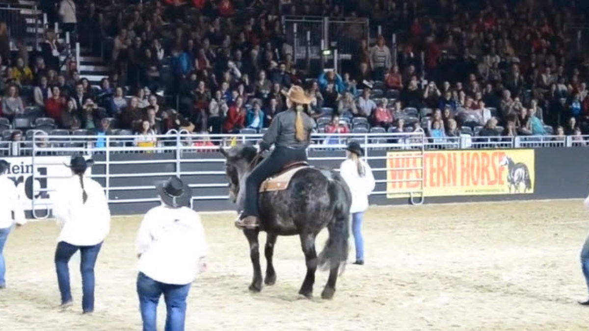 Une chorégraphie de country réalisée par cinq danseurs... et un cheval
