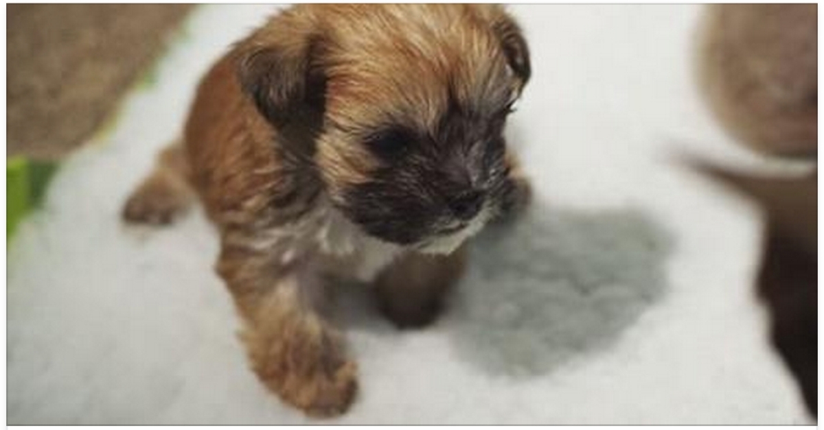 Rejeté peu après la naissance, ce bébé chiot s'épanouit auprès d'une ...