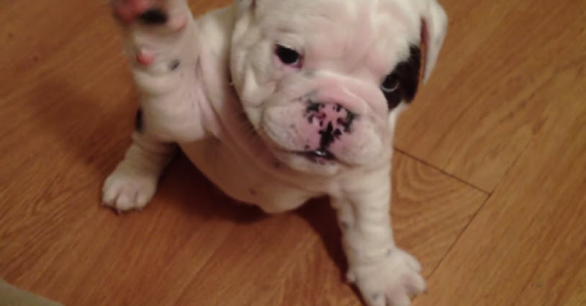 Vous allez carrément fondre pour ce chiot bulldog qui apprend à faire ...