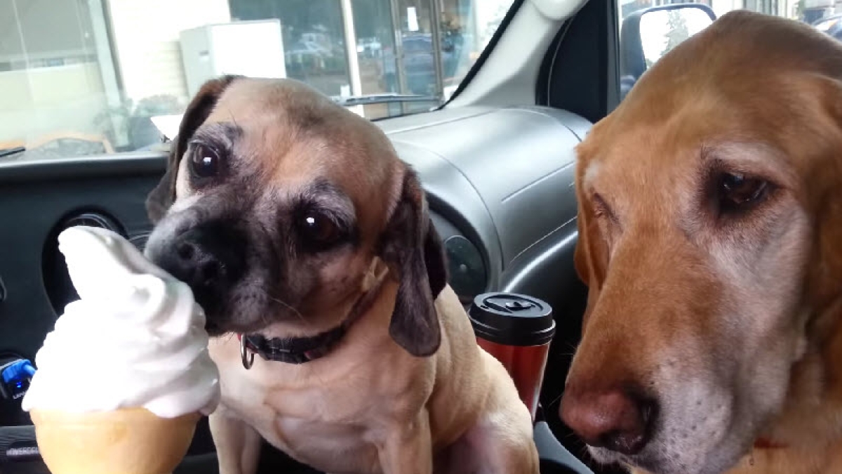 Voilà pourquoi Cooper ne doit pas manger avant Daisy