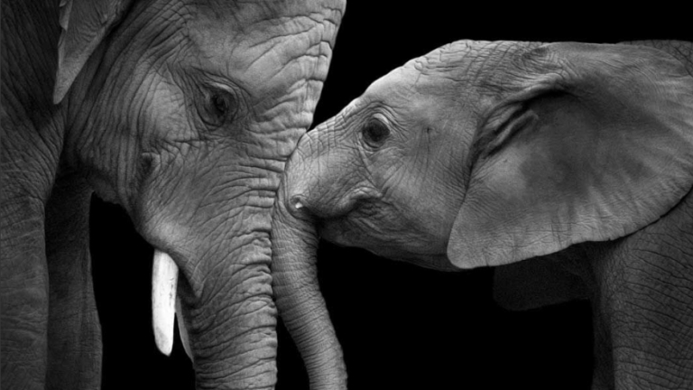 Il capte les émotions des éléphants dans des photos poignantes