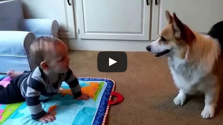 Un corgi très impatient de voir son ami humain se mettre à marcher