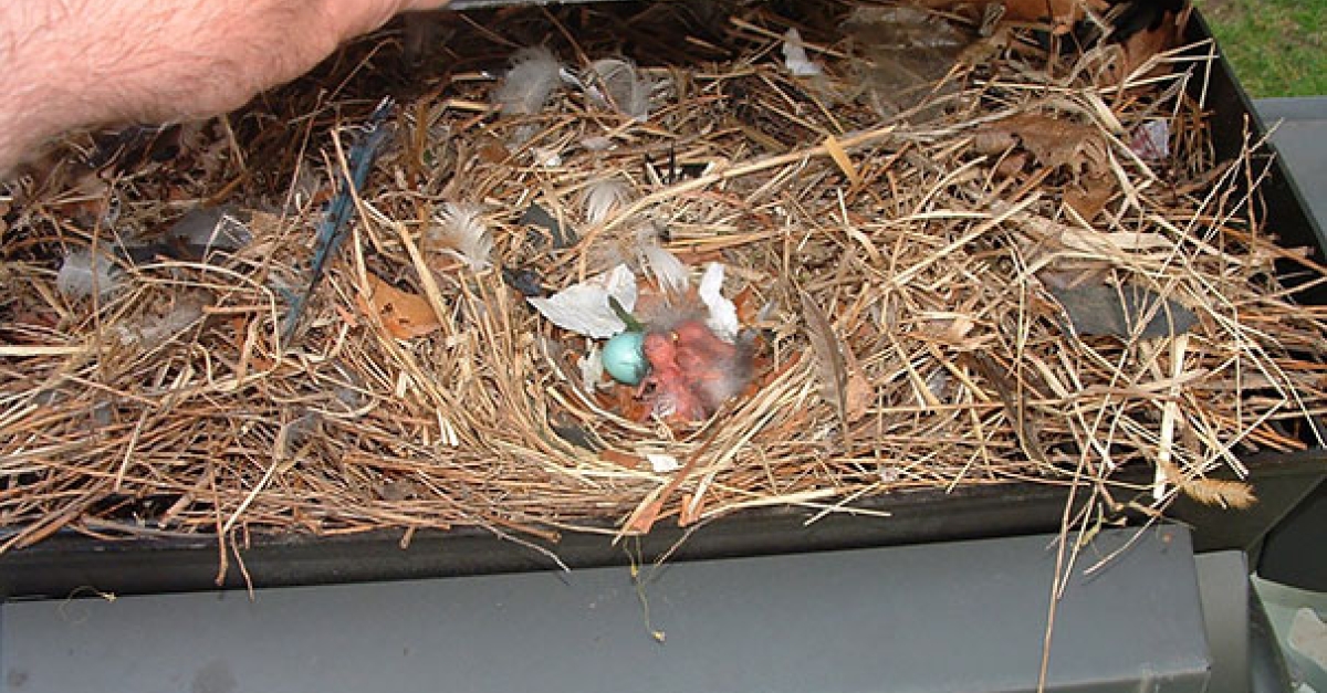 21 photos d'oiseaux qui ont construit leurs nids dans des endroits ...