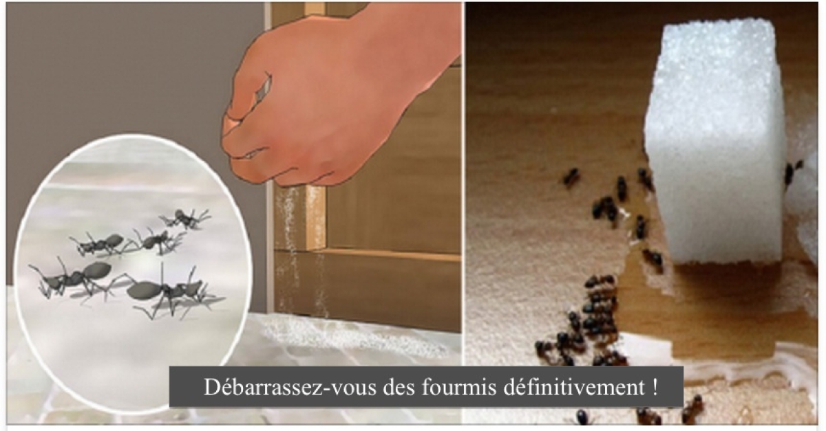 Petite astuce pour vous débarrasser des fourmis une fois pour toutes et ...
