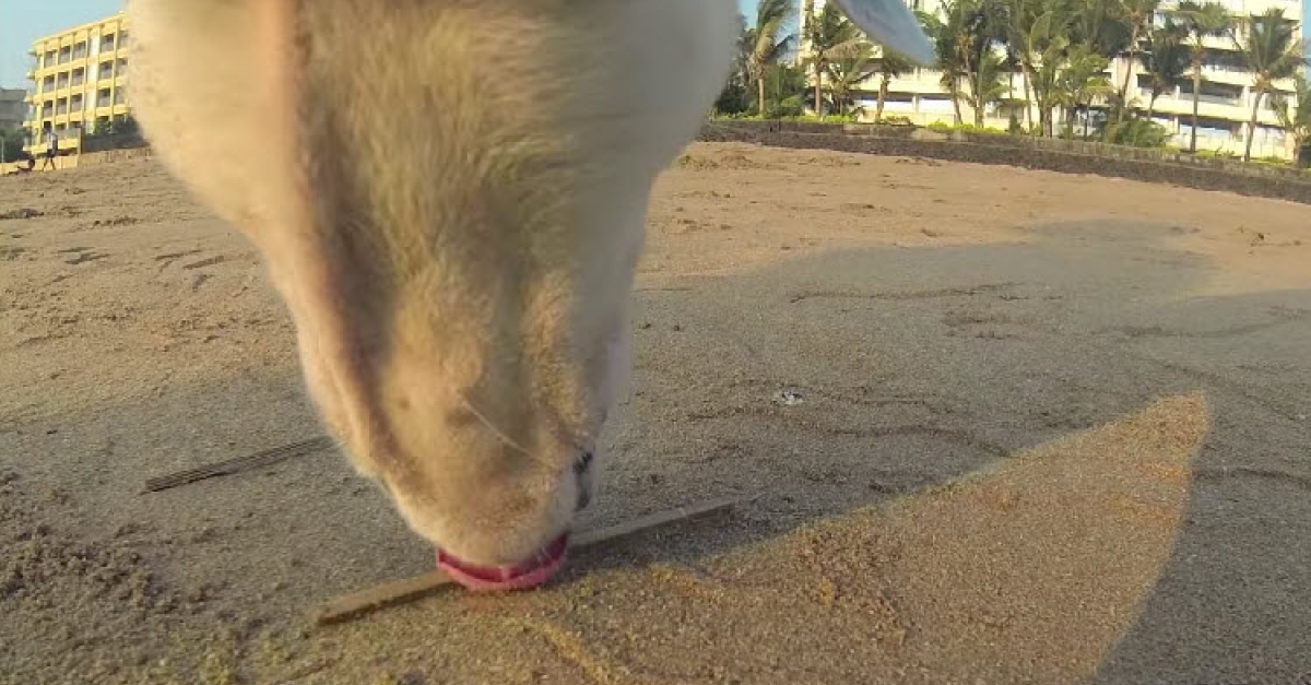 Le dur quotidien d'un chien errant en Inde filmé en POV