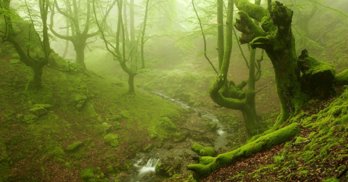 Voici la forêt la plus inquiétante du Pays Basque espagnol