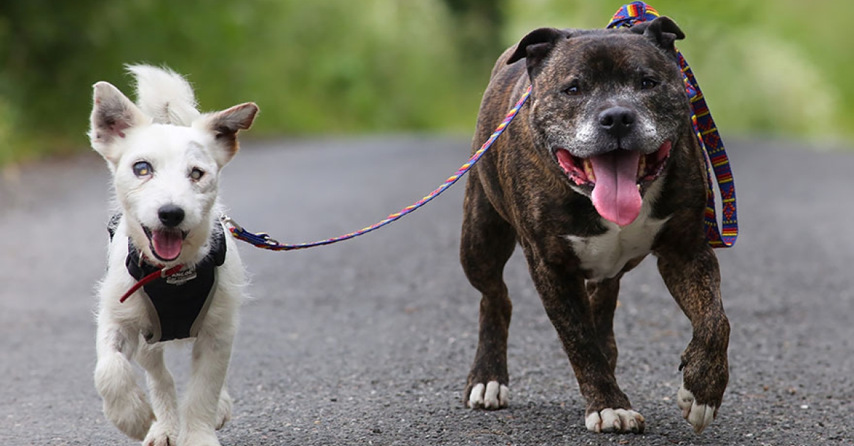 Deux chiens, dont un aveugle, forment un formidable duo d'amis