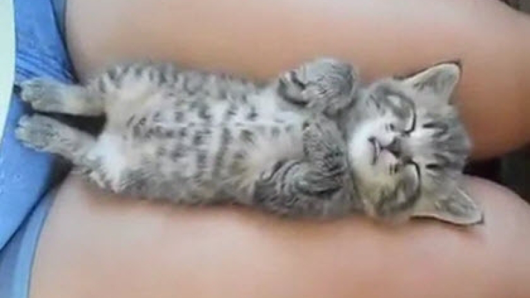 La pause tendresse de la journée : regardez ce chaton agité par ses rêves