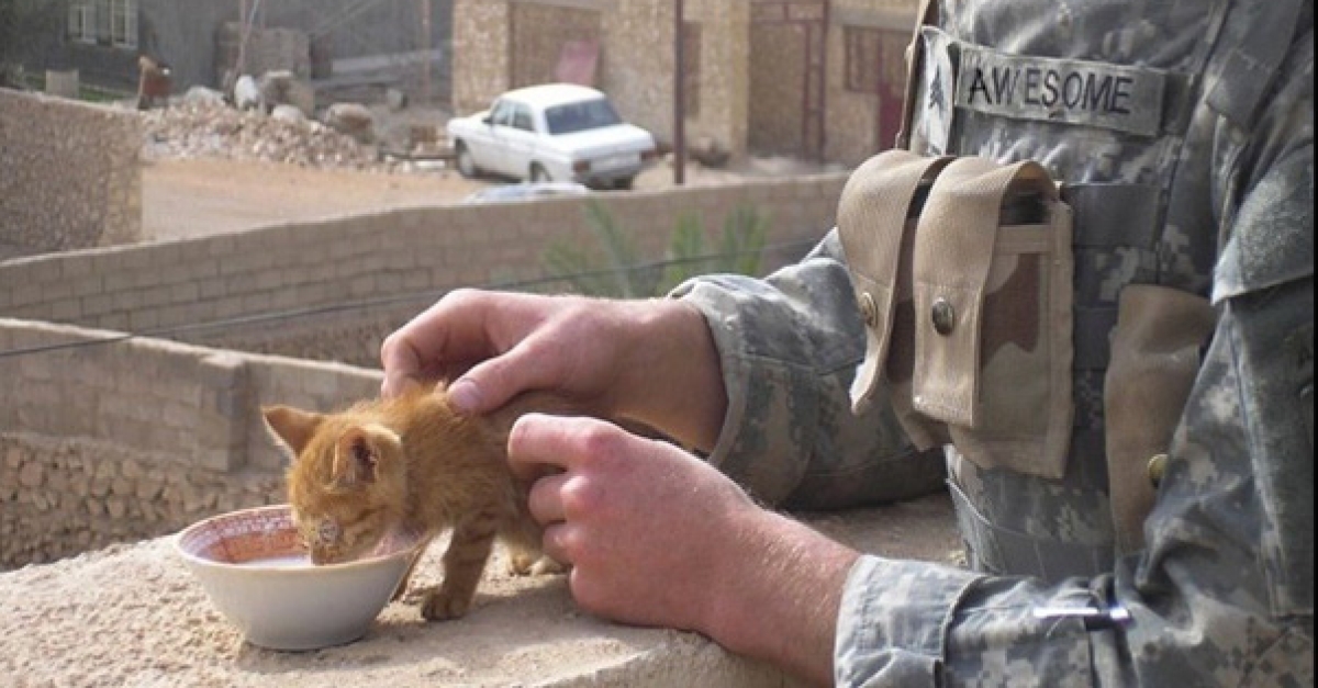 Les plus belles scènes d'amitié entre des chats et des soldats en ...