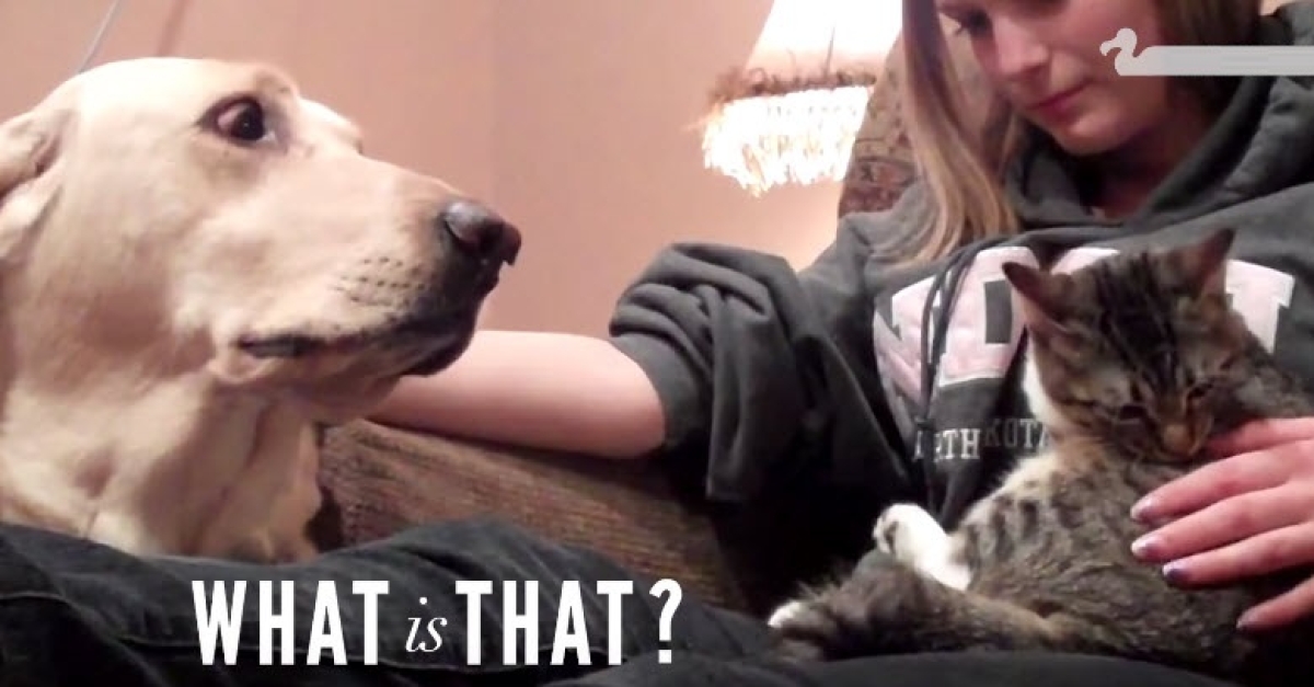 Chiens et chats : leurs premières rencontres