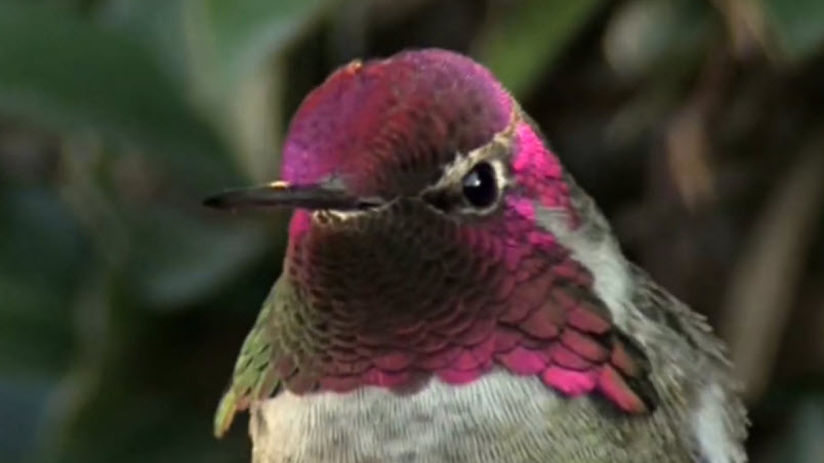 Admirez de très près le superbe plumage iridescent d'un colibri