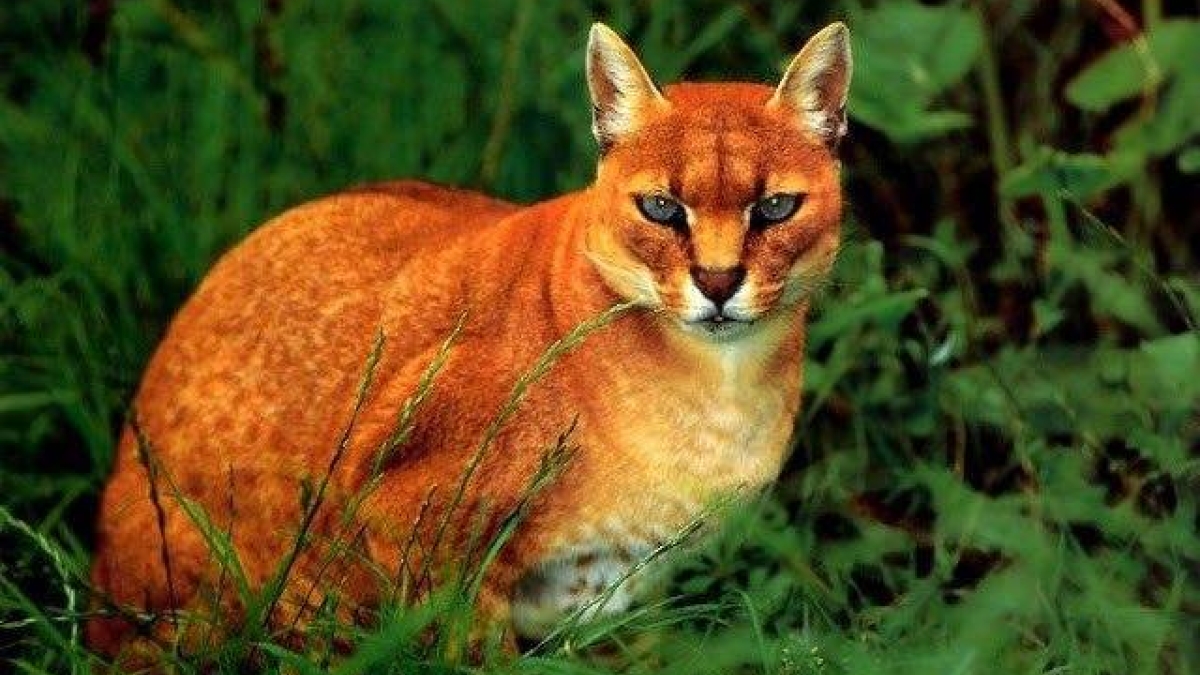 10 superbes espèces de félins qui sont hélas en voie d'extinction