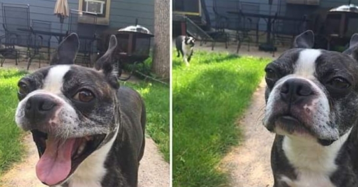 8 chiens à la fois surprenants et rigolos