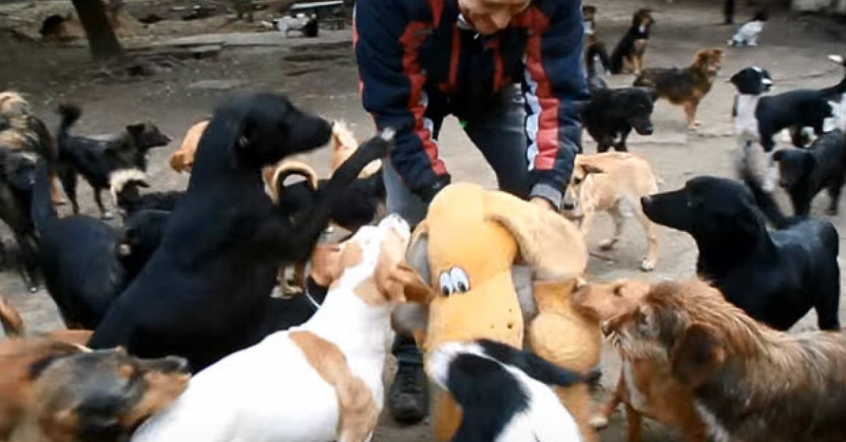 Des chiens SDF qui trouvent enfin refuge