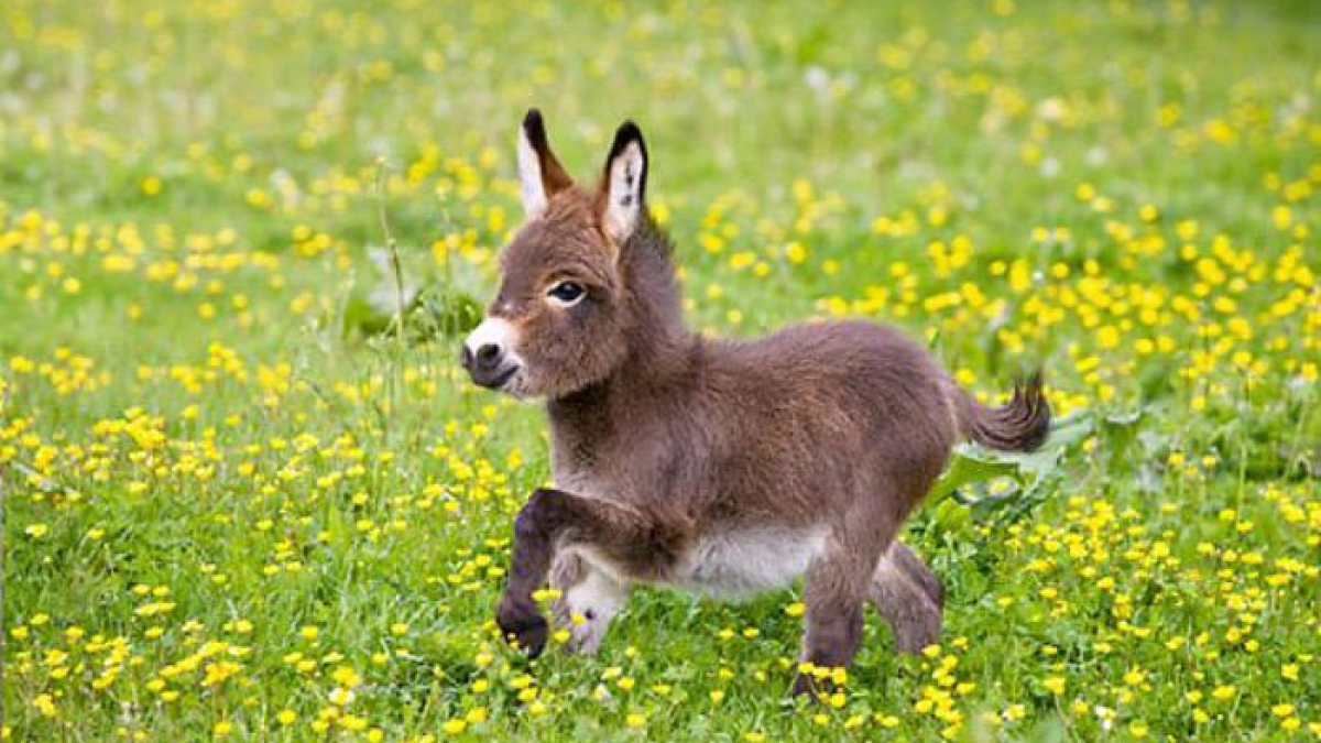 10 clichés qui vous feront voir les ânes nains d'une autre façon