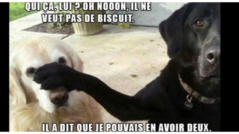 Les chiens sont des animaux complètement fous. La preuve avec ces 27 ...