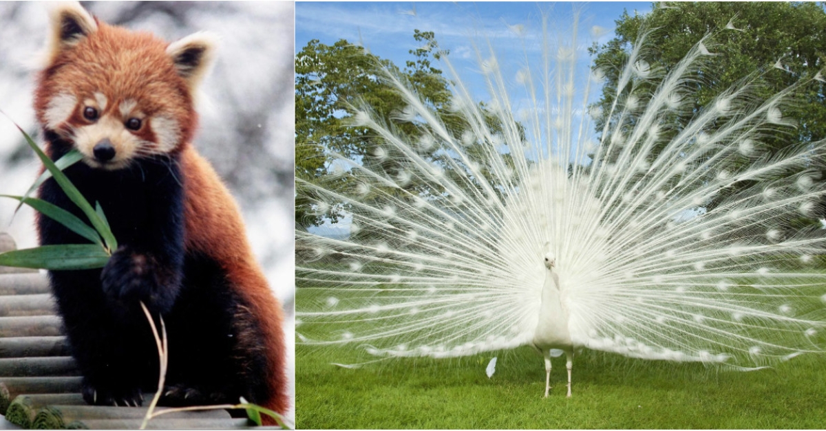 44 des plus beaux animaux sur terre... La nature fait bien les choses