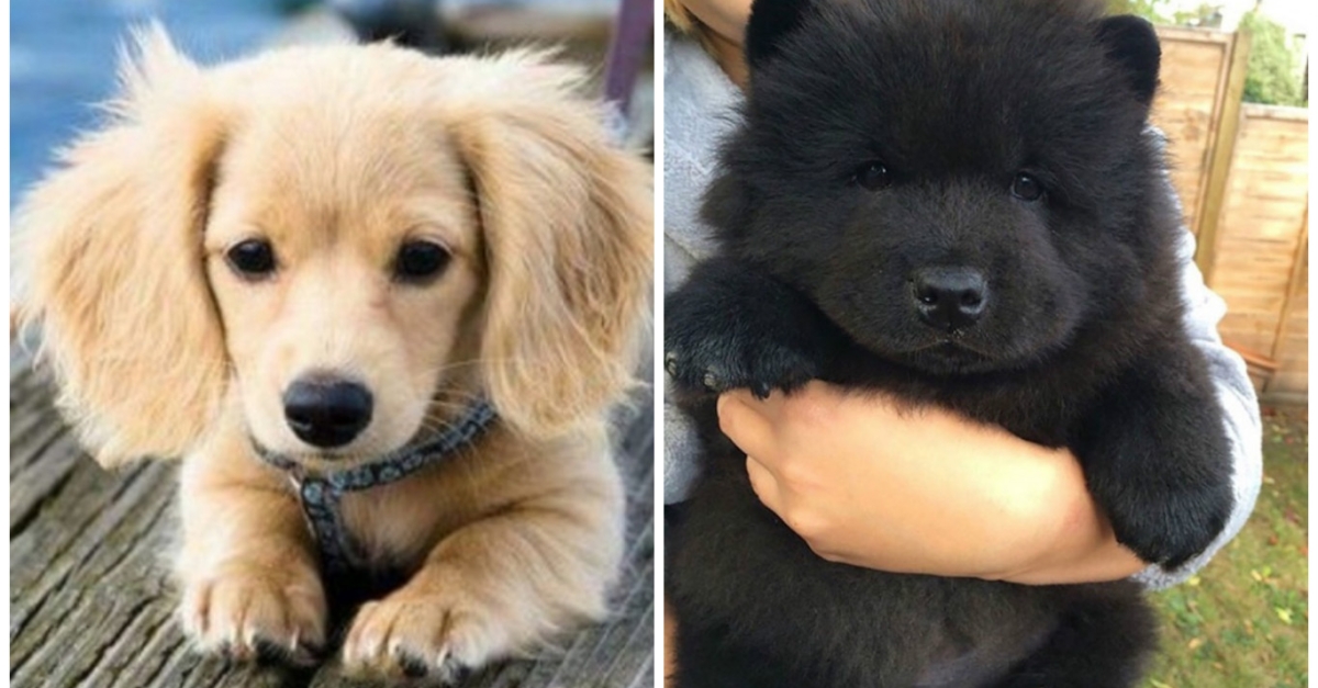 15 croisements de chiens inédits et magnifiques